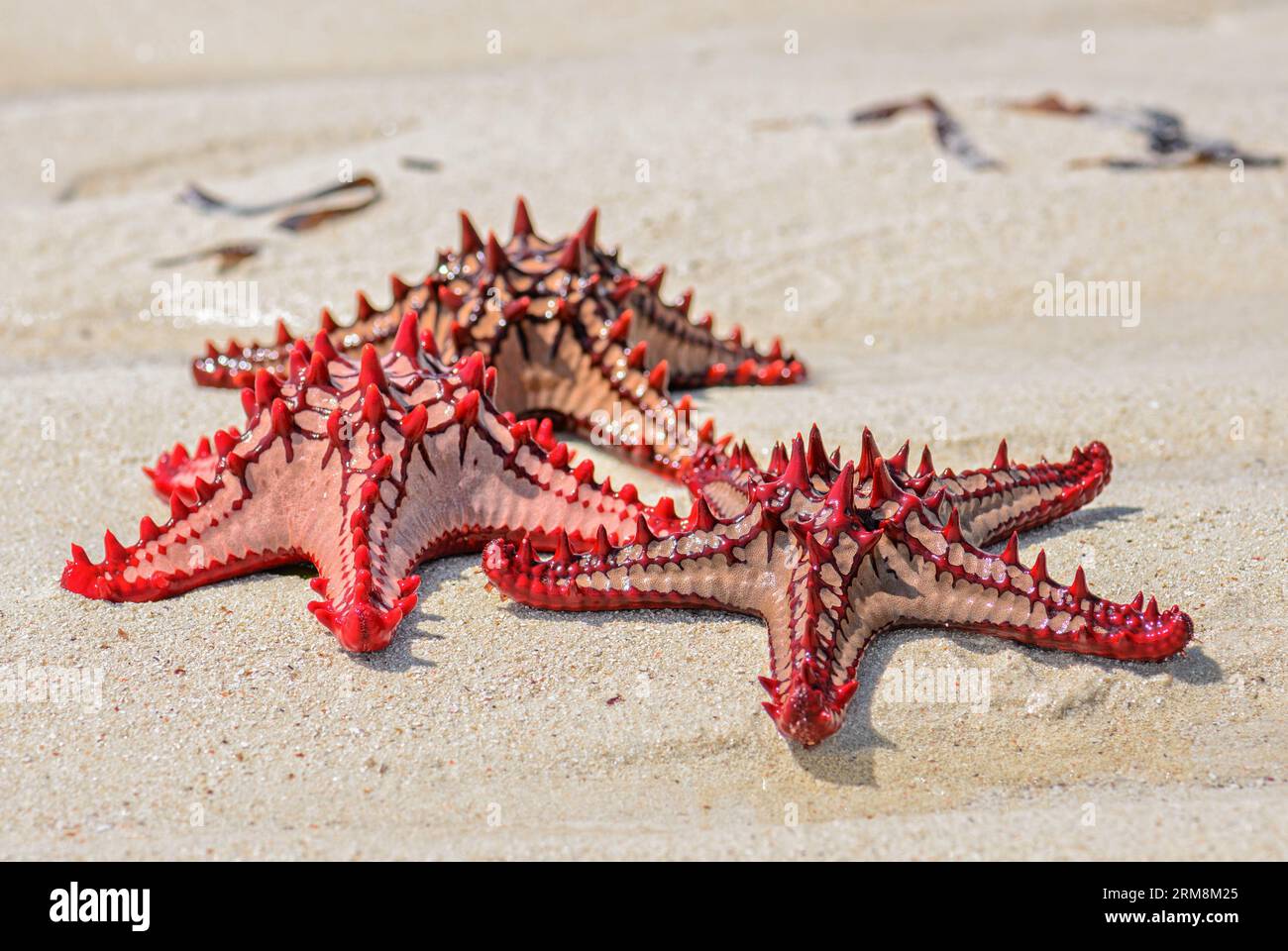 Indian ocean starfish hi-res stock photography and images - Alamy