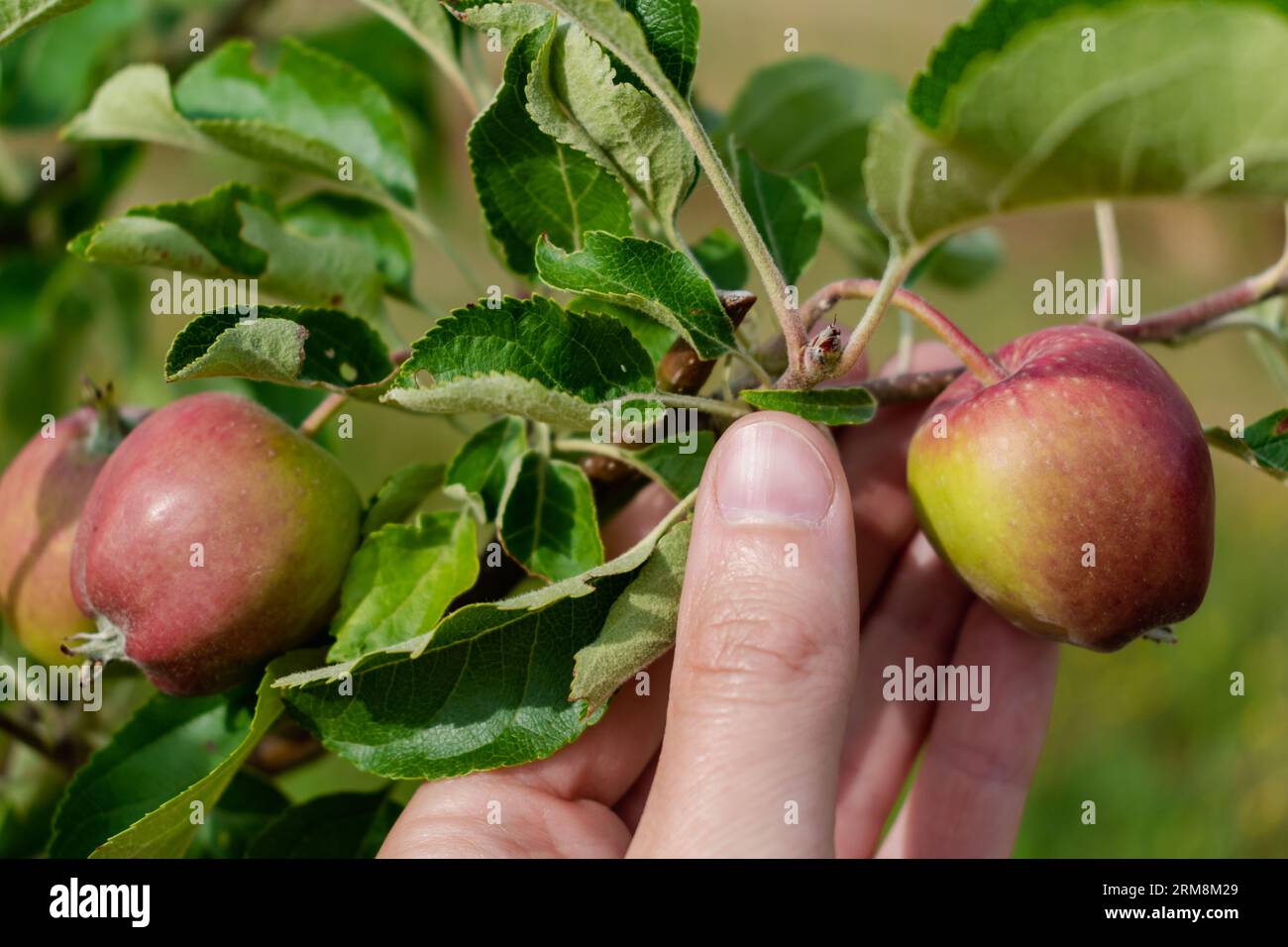 Little apples growing on apple tree in an orchard, healthy and natural ...