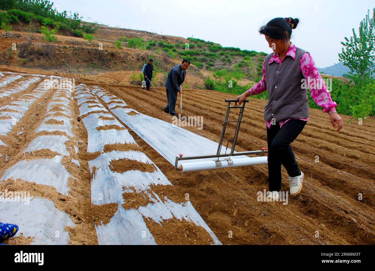 Farmers sow peanuts on a field in Yangzhuang Village of Shanting ...