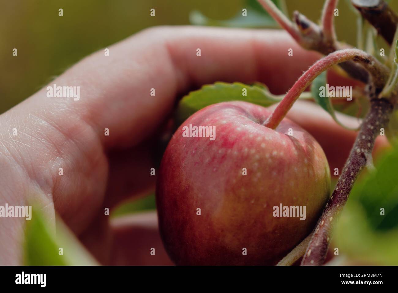 Little apples growing on apple tree in an orchard, healthy and natural ...