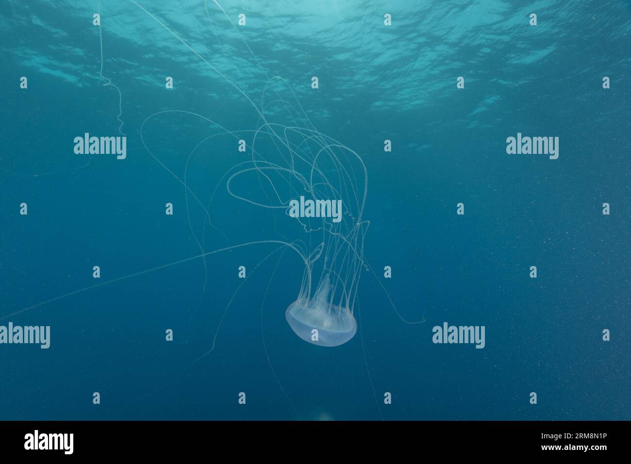 Box jellyfish swimming in the ocean of the Philippines Stock Photo - Alamy
