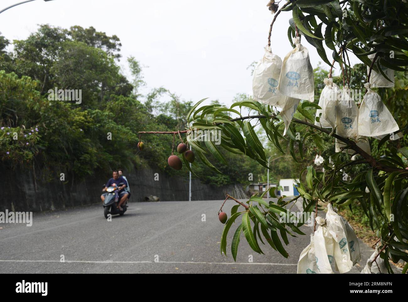 Mango from taiwan hi-res stock photography and images - Alamy