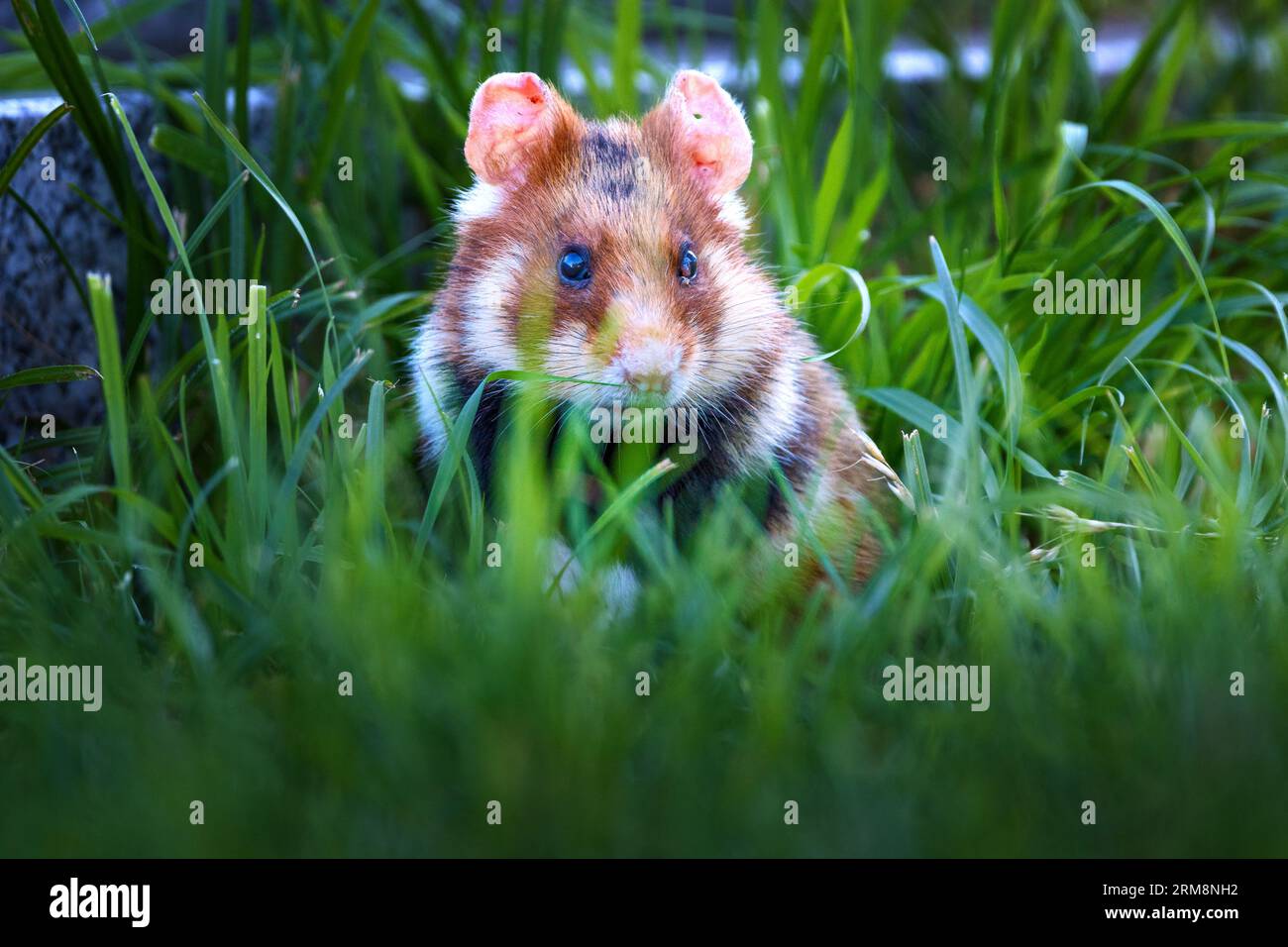 The European hamster, also known as the Eurasian hamster Stock Photo ...