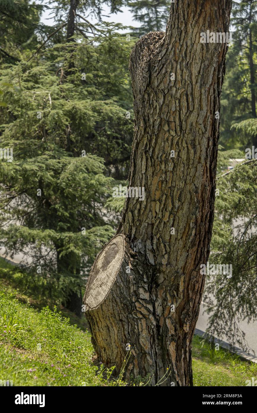 A trunk of a large tree with a carved branch in a park with sloping ...