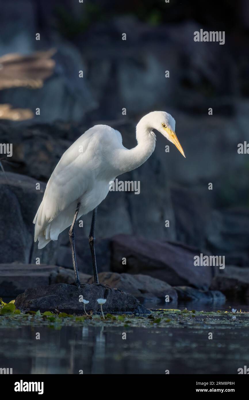 European great white egret hi-res stock photography and images - Alamy
