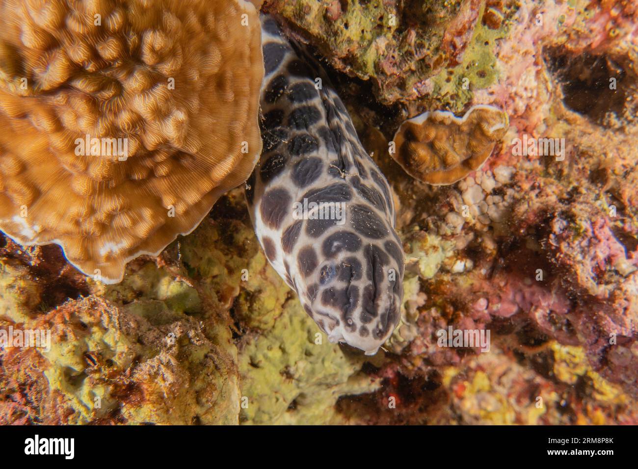 Tiger Snake Eel in the Red Sea Colorful and beautiful, Eilat Israel ...