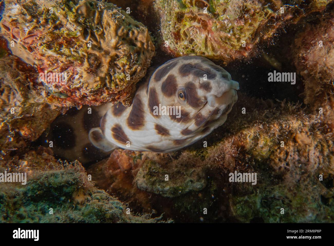 Tiger Snake Eel in the Red Sea Colorful and beautiful, Eilat Israel ...