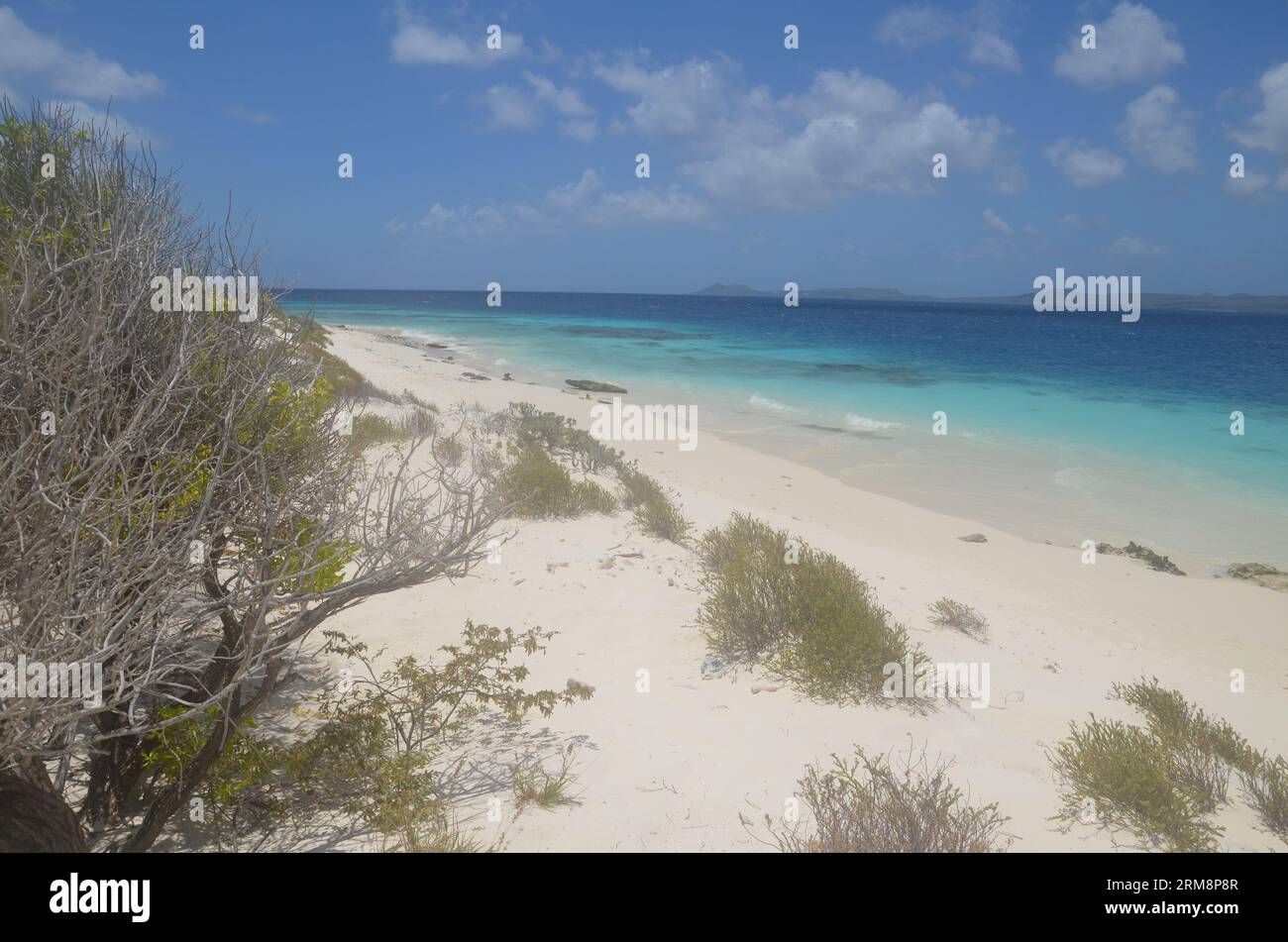 white beach with plants at and the blue caribbean sea at "no name beach ...