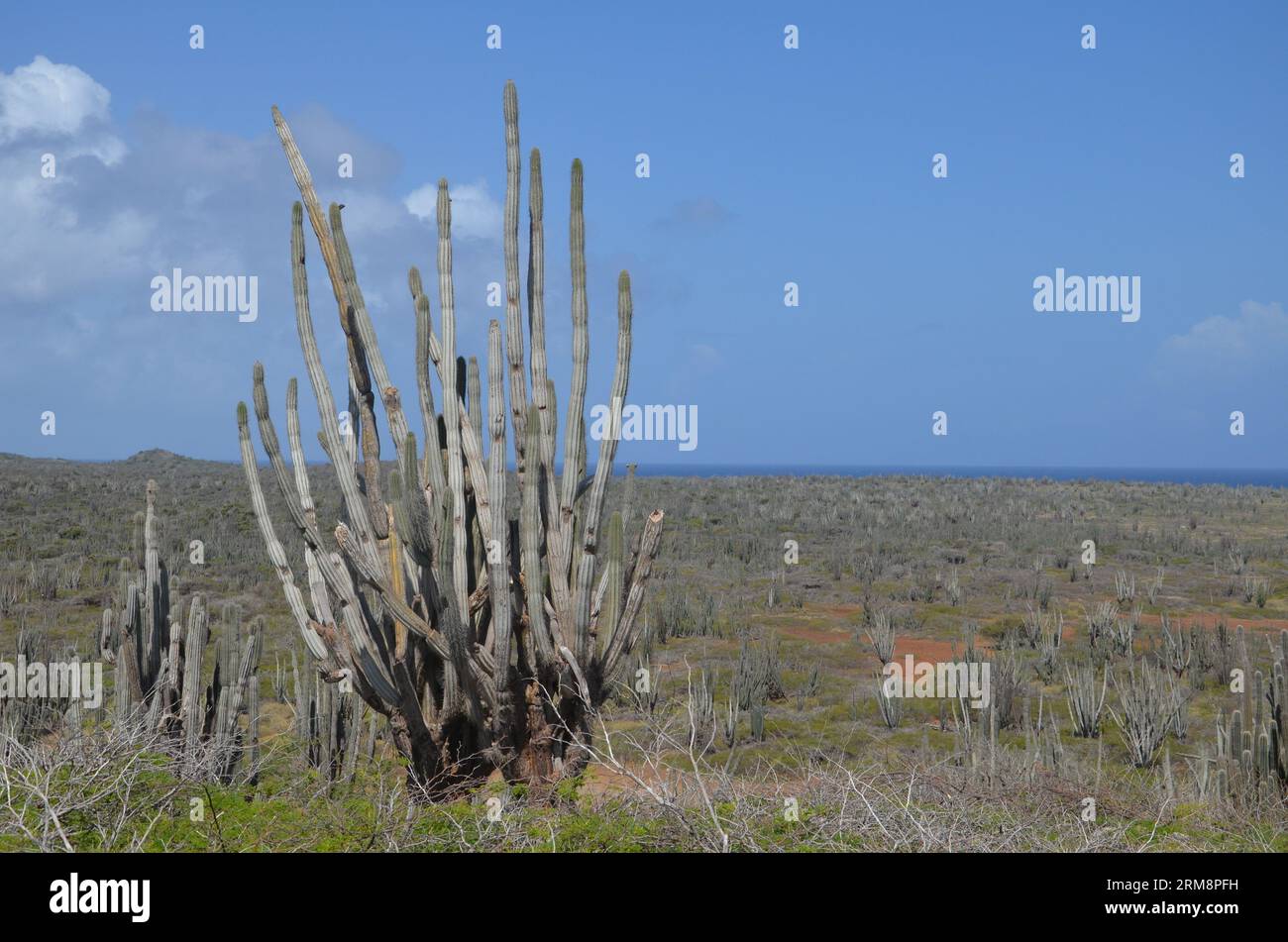 dry landscape with cactus trees at "Washington Slagbaai National park ...
