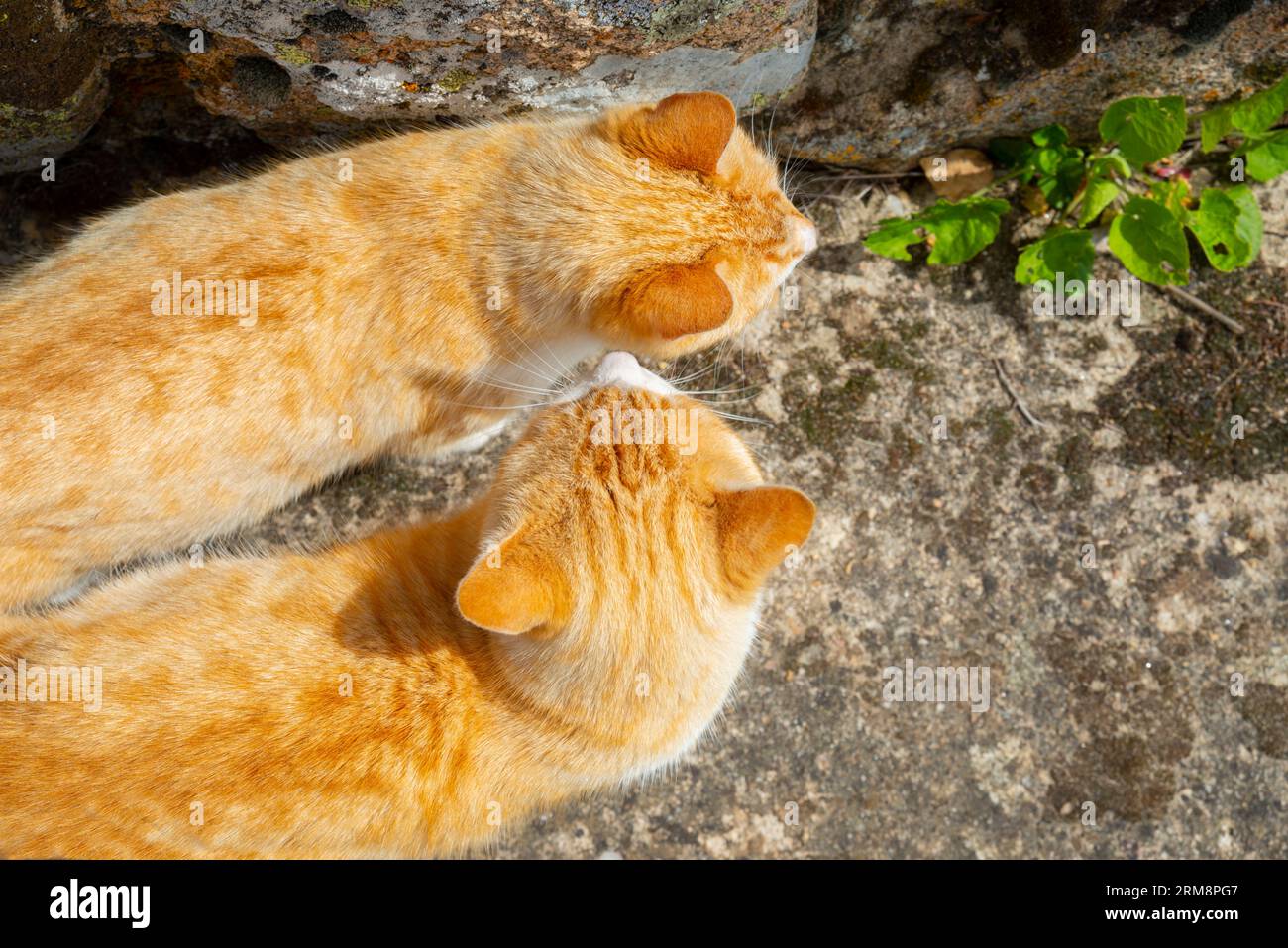 Two cats in contact Stock Photo - Alamy