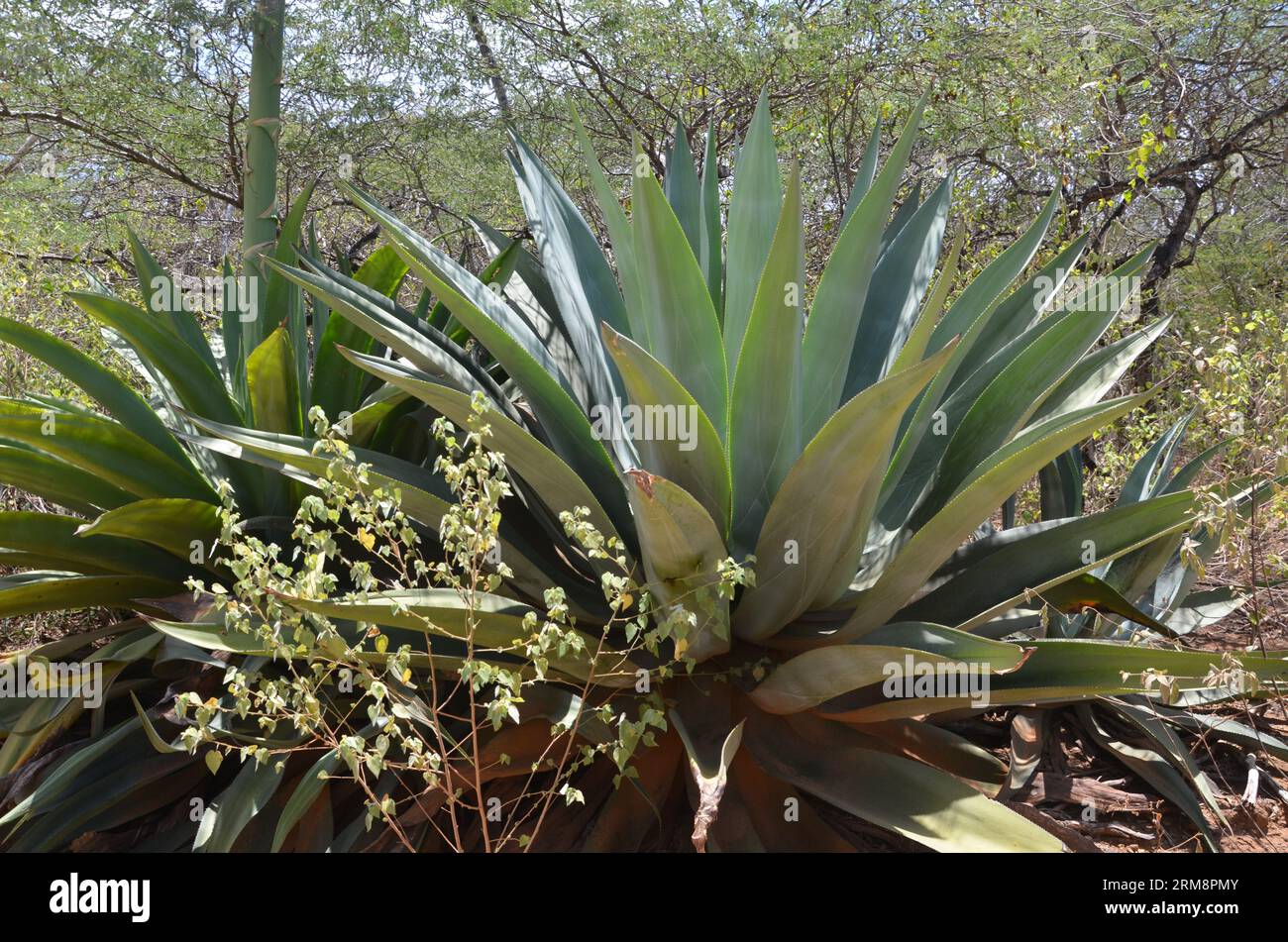 big agave plant in the nature of "Washington Slagbaai National Park ...