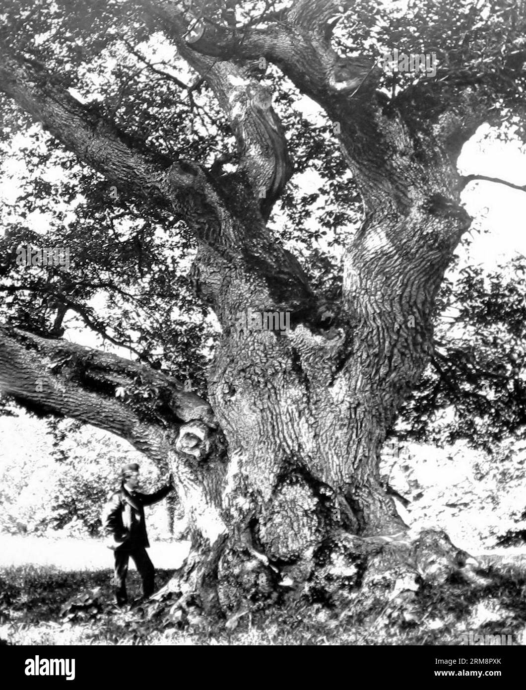 Capon tree hi-res stock photography and images - Alamy