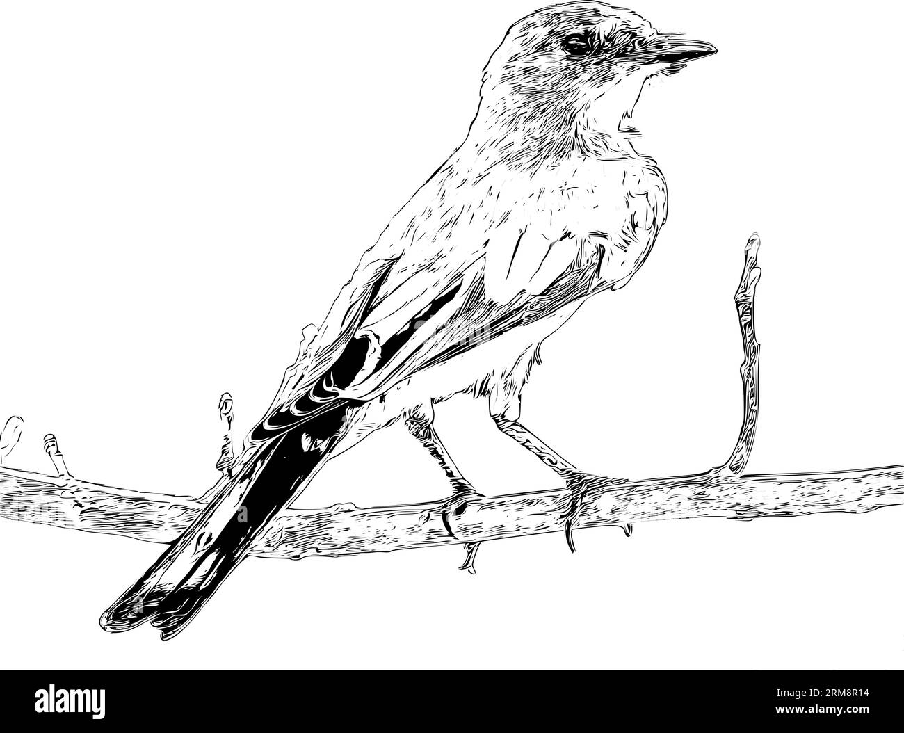 Realistic sketch of a Say's Phoebe on a branch Stock Vector Image & Art ...