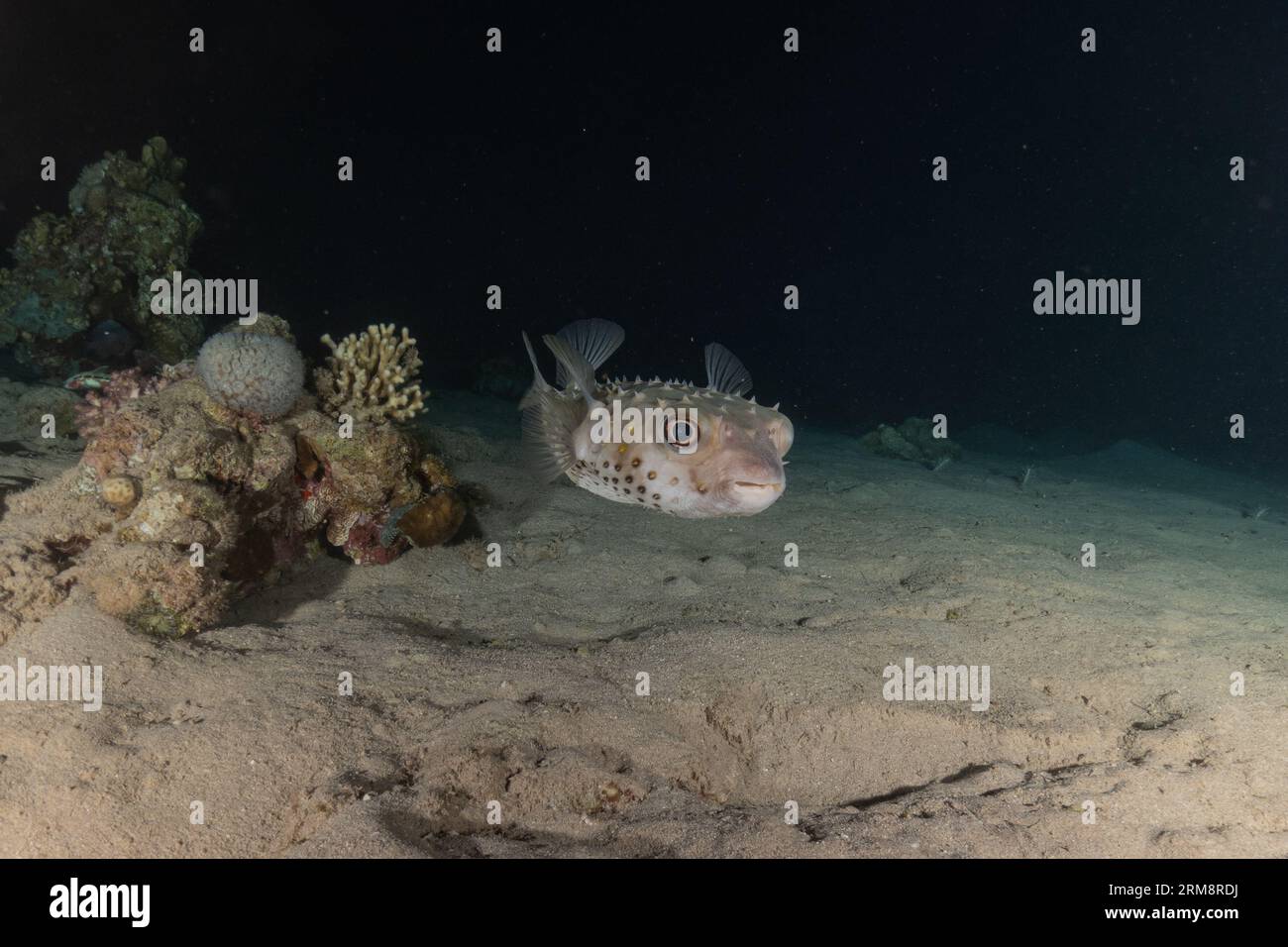 Fish swimming in the Red Sea, colorful fish, Eilat Israel Stock Photo ...