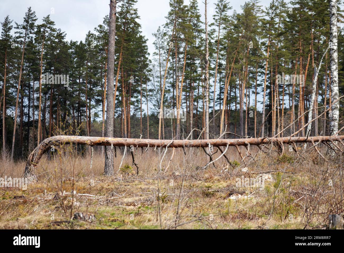 A Bent Pine Tree at the edge of the forest Stock Photo - Alamy
