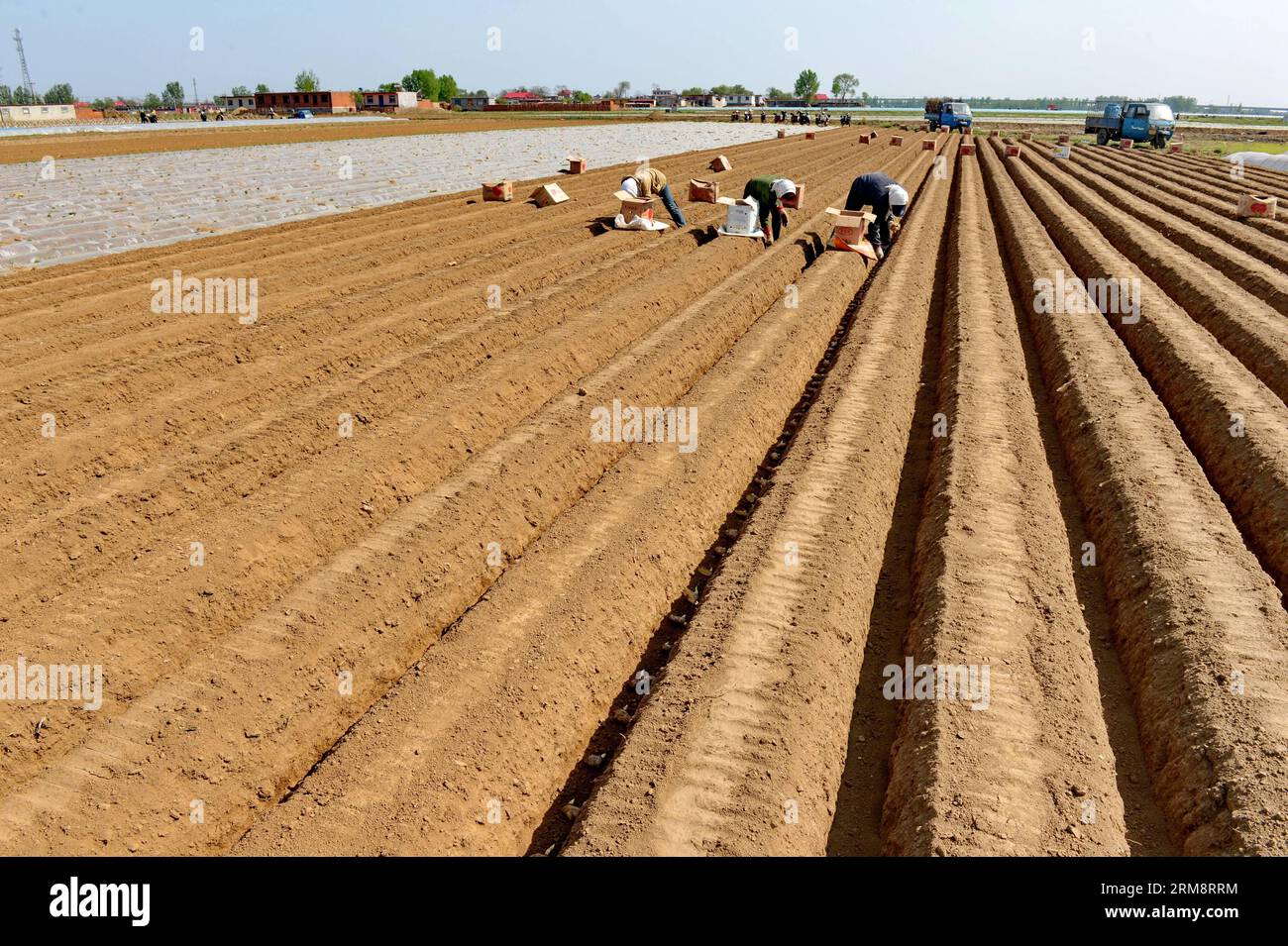 QINHUANGDAO, April 24, 2014 (Xinhua) -- Farmers plant ginger seeds in ...