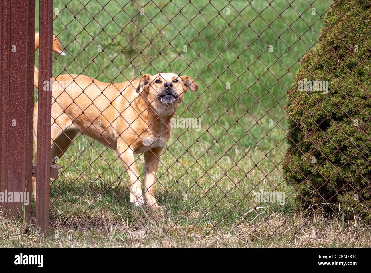 golden retriever puppy behind the fence Stock Photo - Alamy golden retriever puppy behind the fence Stock Photo - Alamy