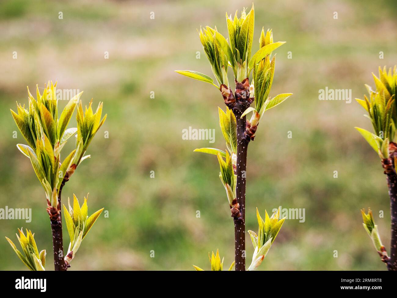 Tree branches with small leaves on a green background Stock Photo - Alamy