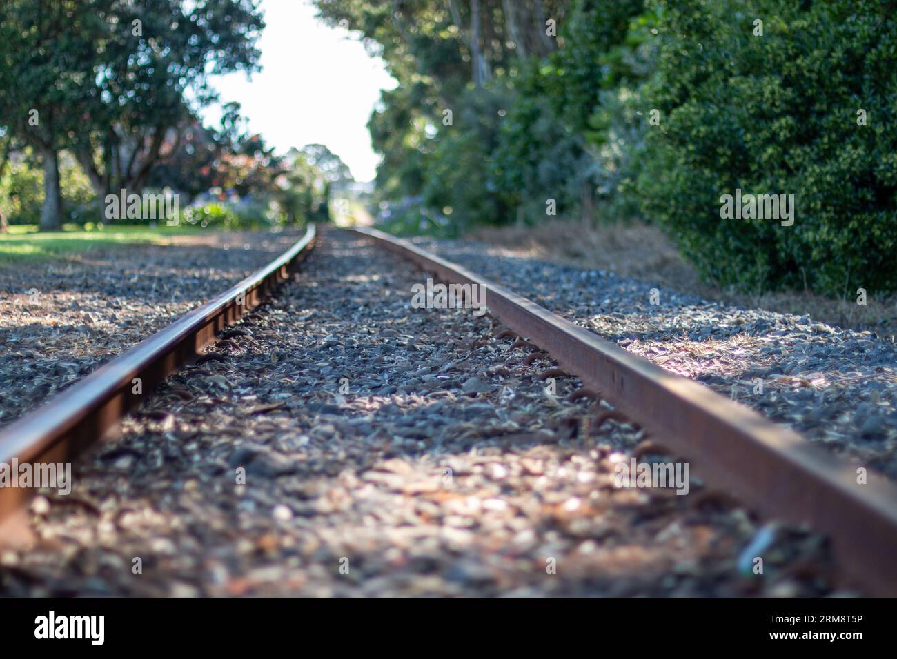 Train tracks leading past beautiful Pohutukawa trees near the Coastal ...