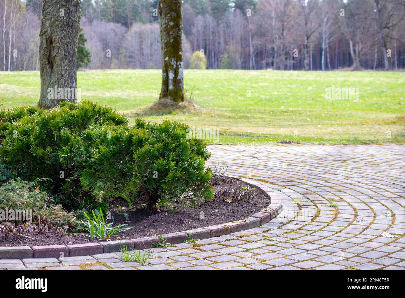 Green tree bush in the park at the edge of the bblackstone Stock Photo ...