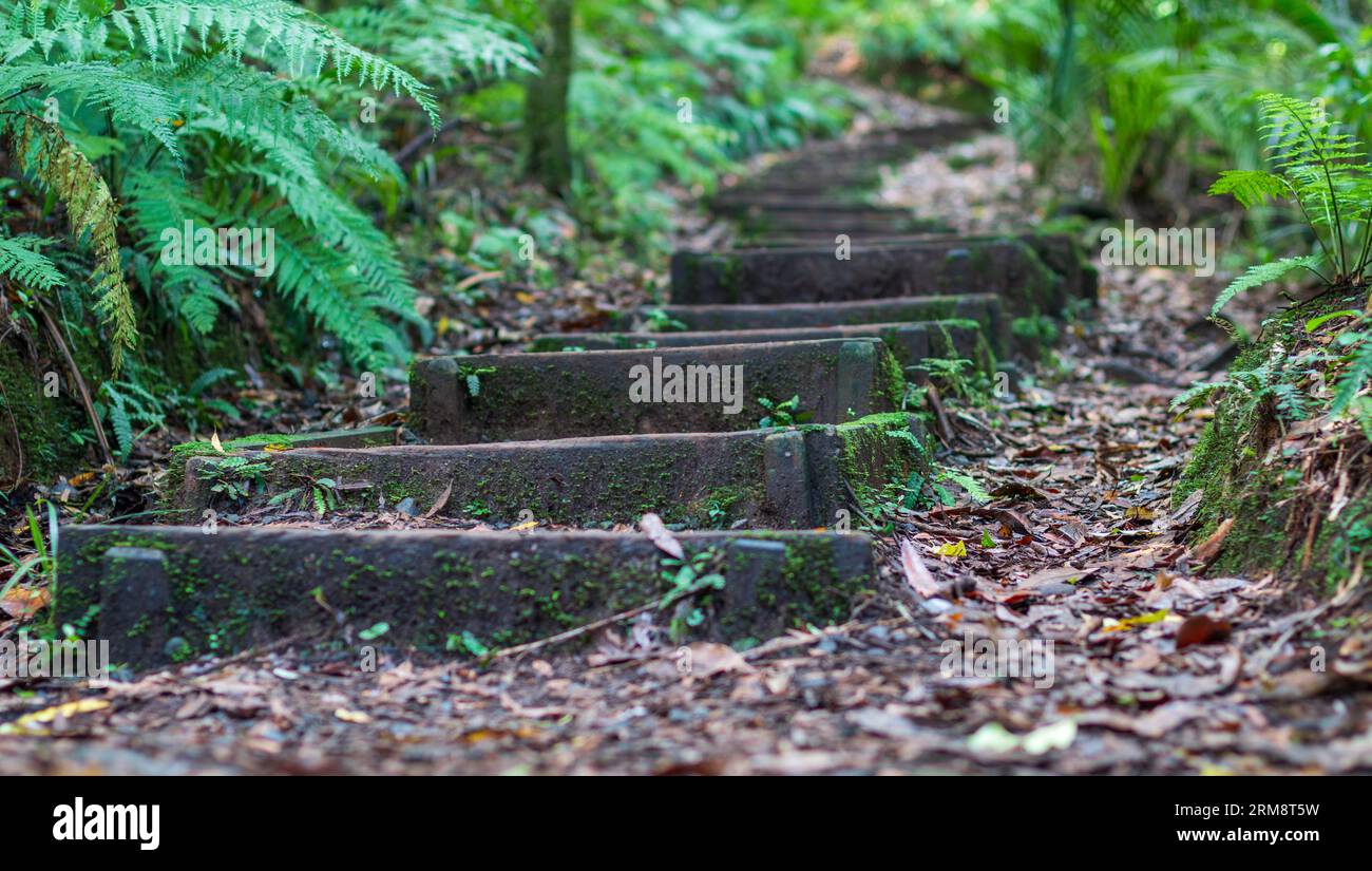 Moss-covered wooden steps along the Nikau Loop Walk through rainforest ...
