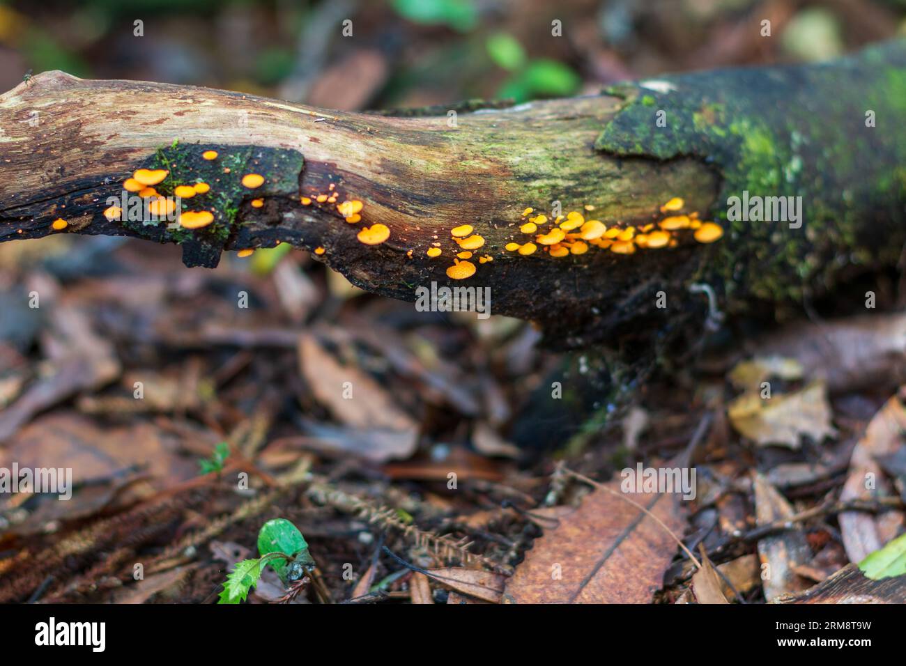 Small yellow fungi growing on a decaying tree log in untouched ...