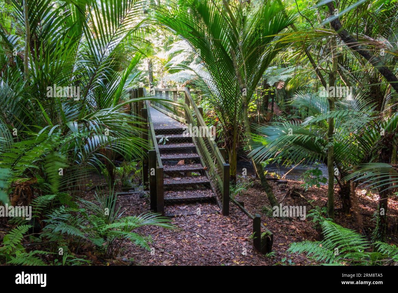 Timber footbridge surrounded by Nikau palm trees, crossing stream in ...