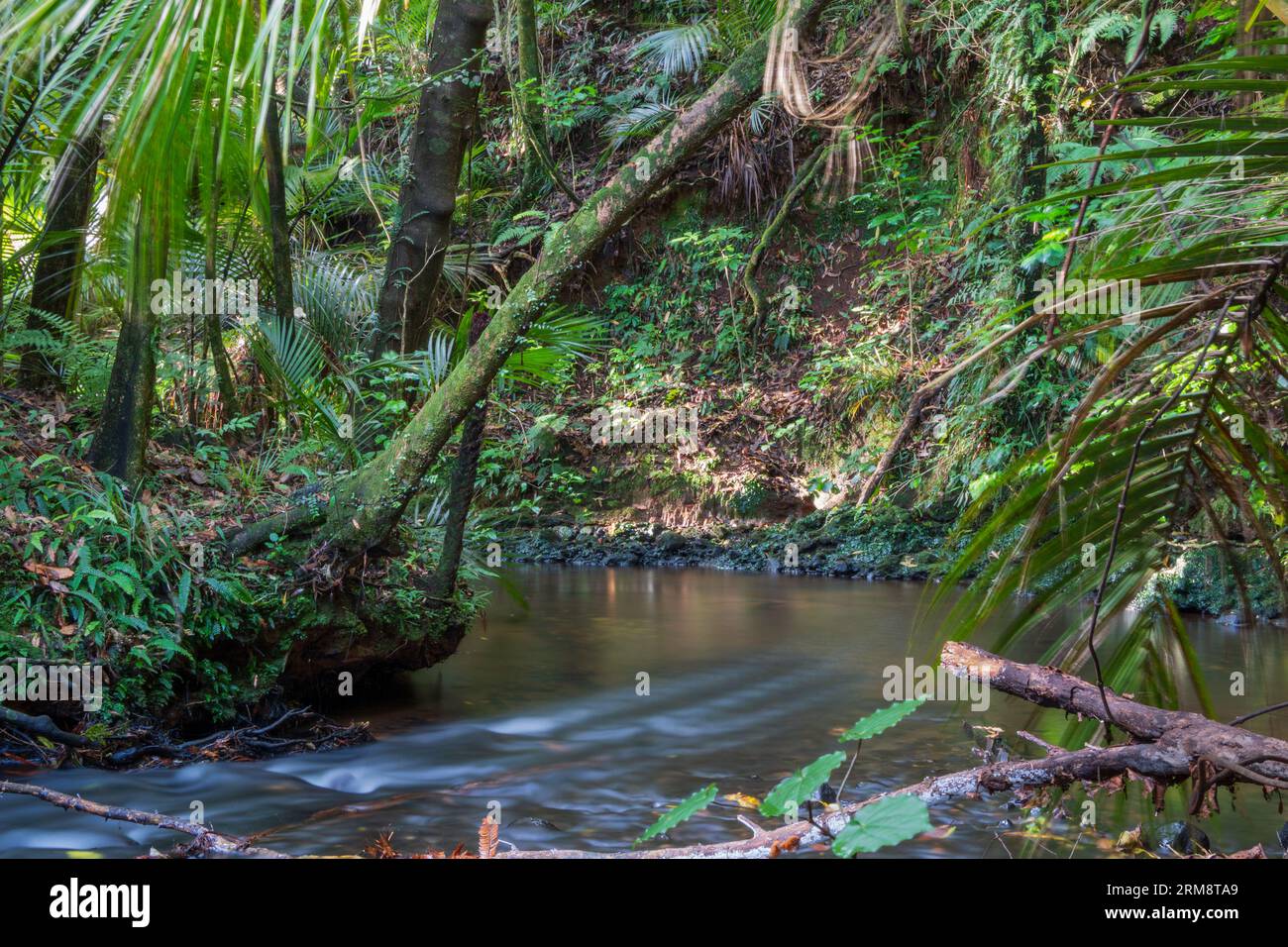 Stream surrounded by Nikau palm trees and ferns in untouched rainforest ...
