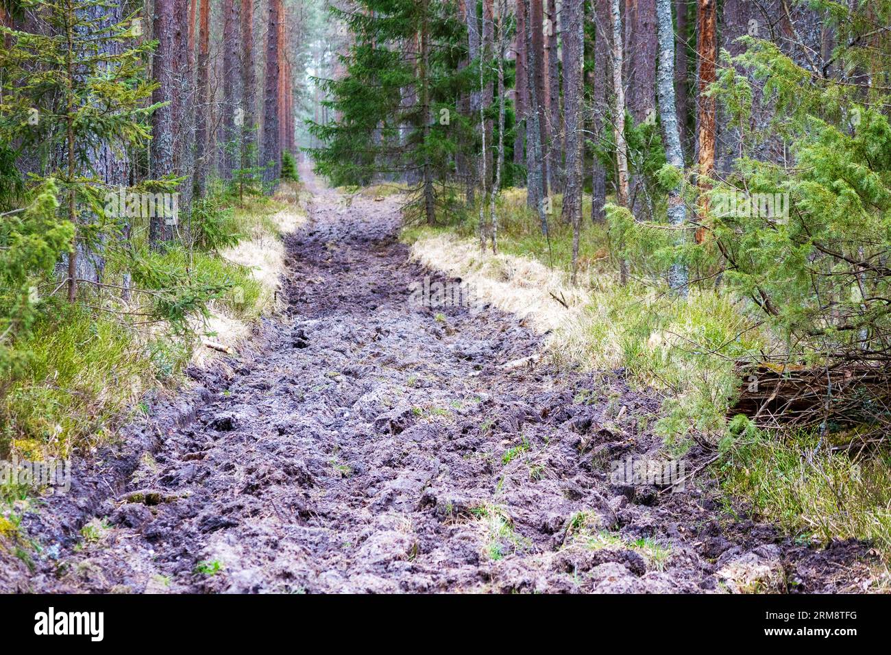 Muddy pedestrian path in the forest Stock Photo - Alamy