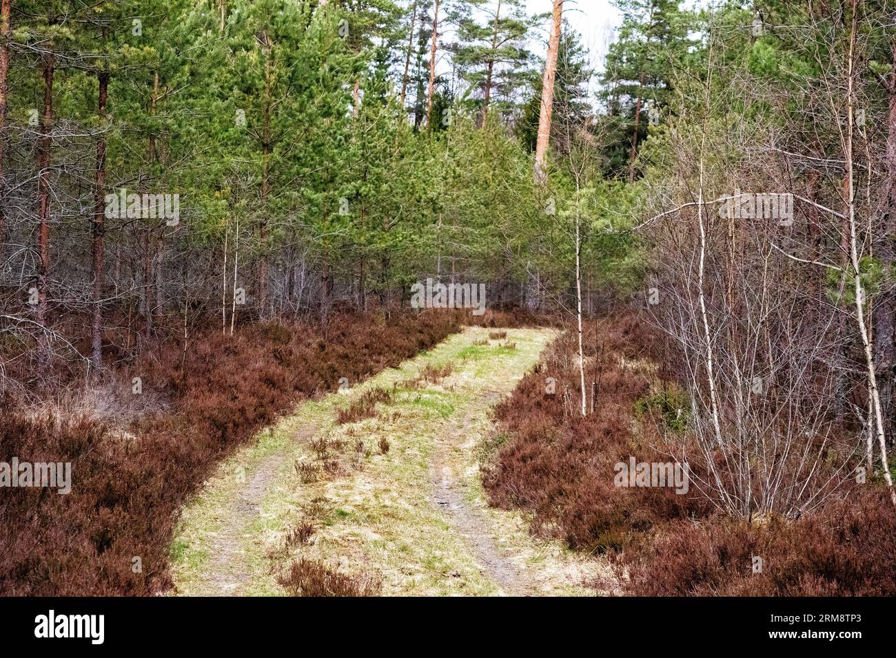 Green moss path in the forest Stock Photo - Alamy