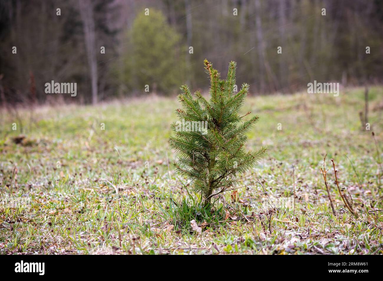 Small shrub in forest hi-res stock photography and images - Alamy