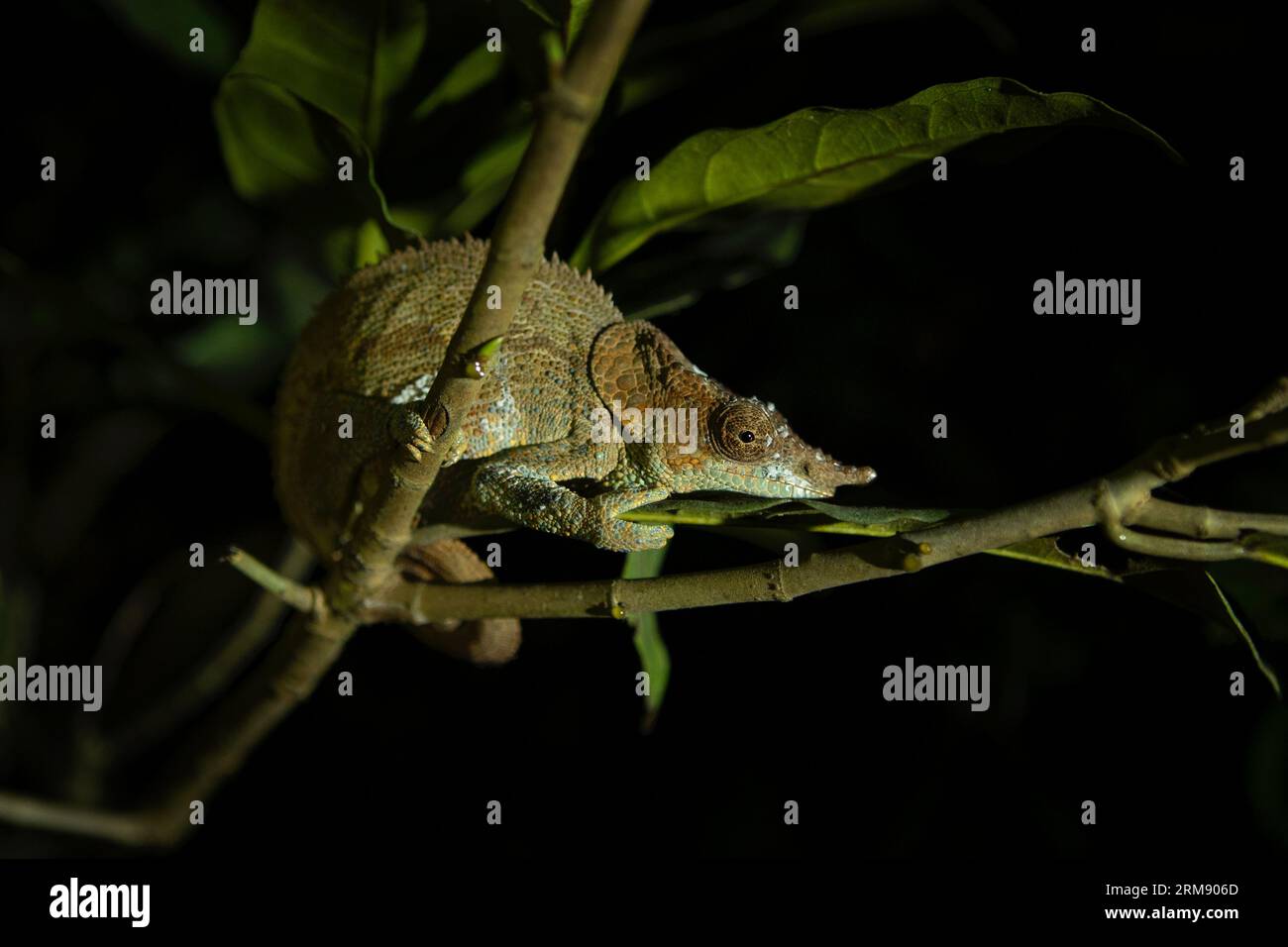 Calumma crypticum on the branch in Madagascar national park. Cryptic ...