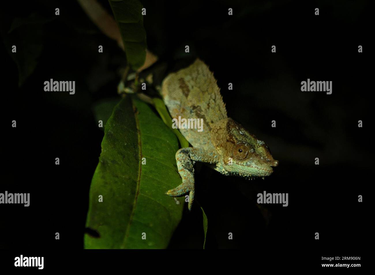 Calumma crypticum on the branch in Madagascar national park. Cryptic ...