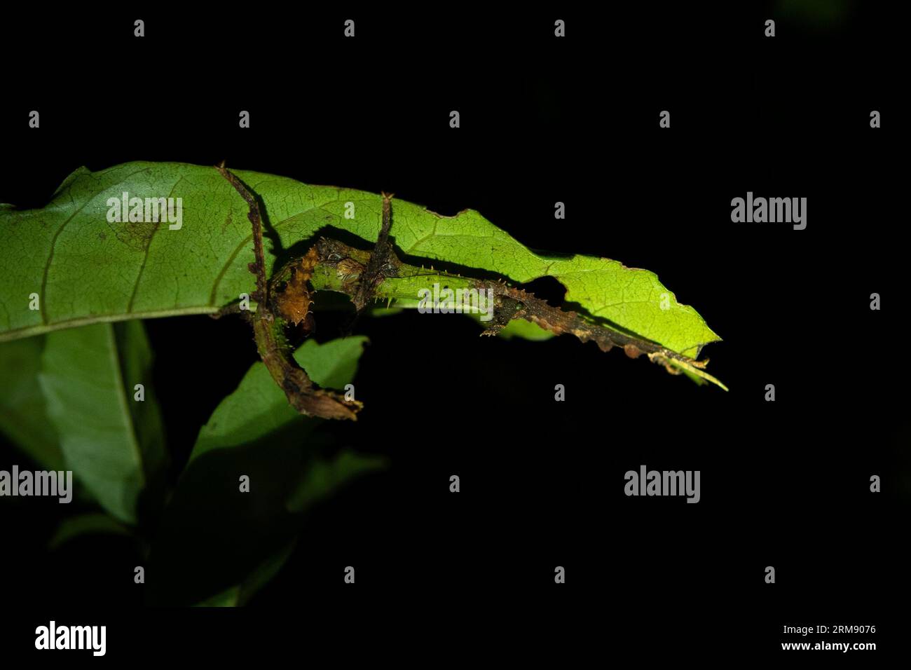 Extatosoma tiaratum is hiding under the leaves in Madagascar ...
