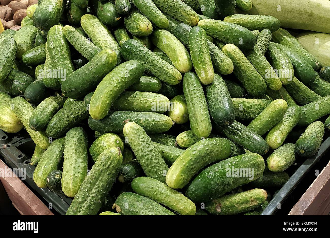 Fresh cucumbers in a Riga supermarket Stock Photo - Alamy