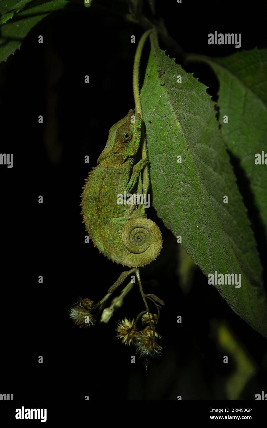 Calumma crypticum on the branch in Madagascar national park. Cryptic ...