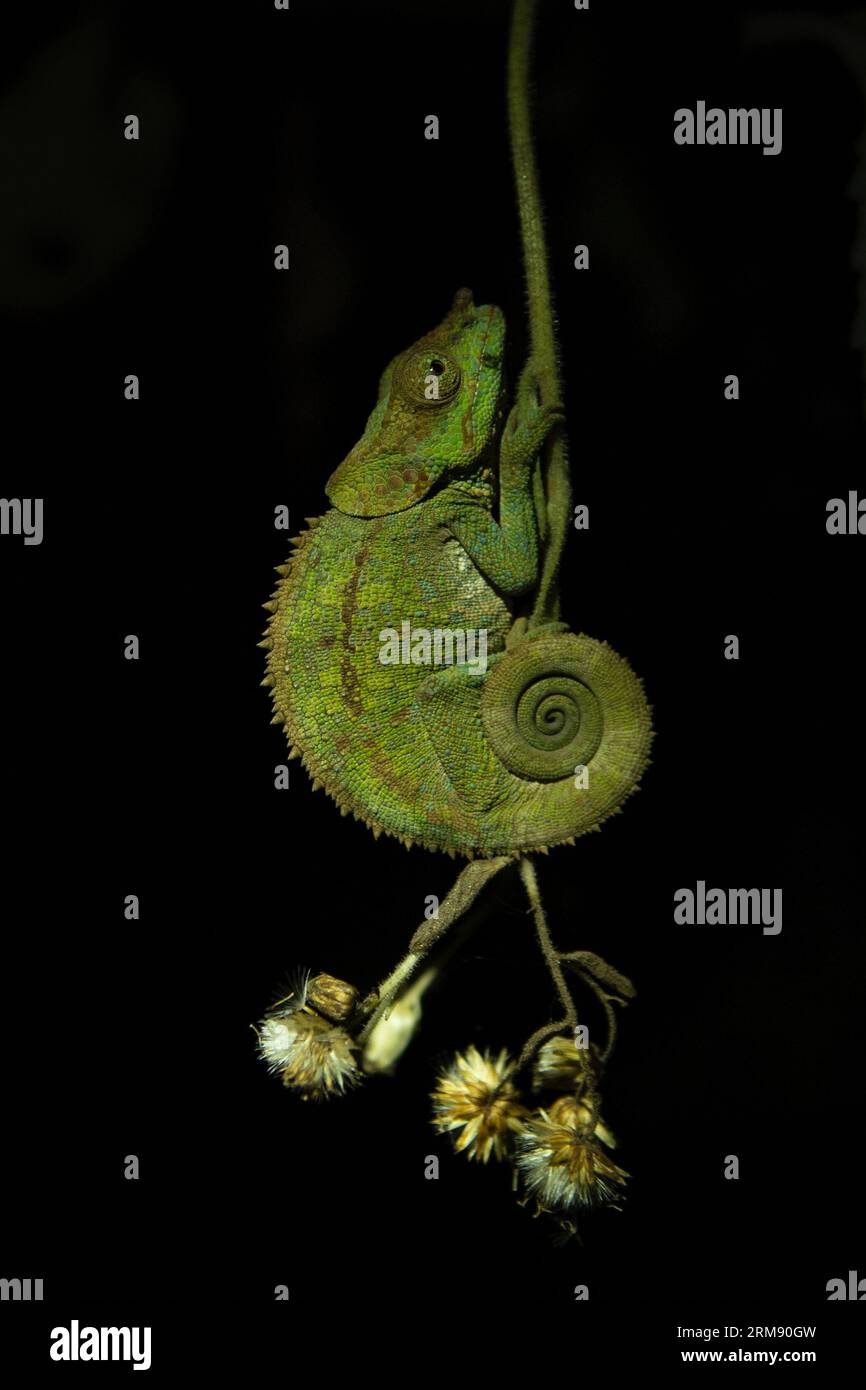 Calumma crypticum on the branch in Madagascar national park. Cryptic ...