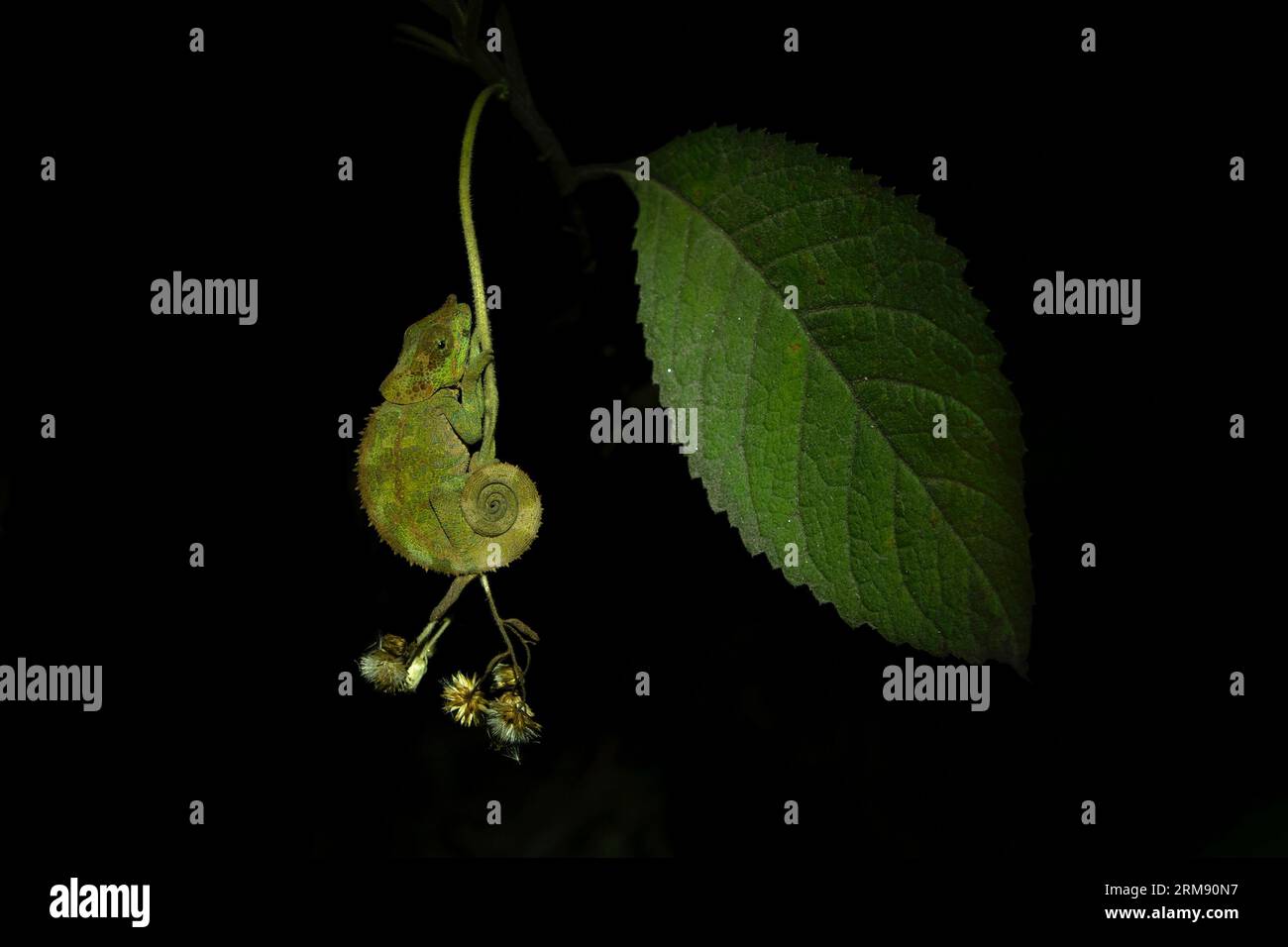 Calumma crypticum on the branch in Madagascar national park. Cryptic ...