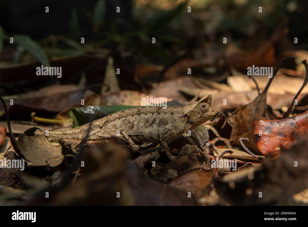 Brown leaf chameleon on the ground in Madagascar national park. Stump ...