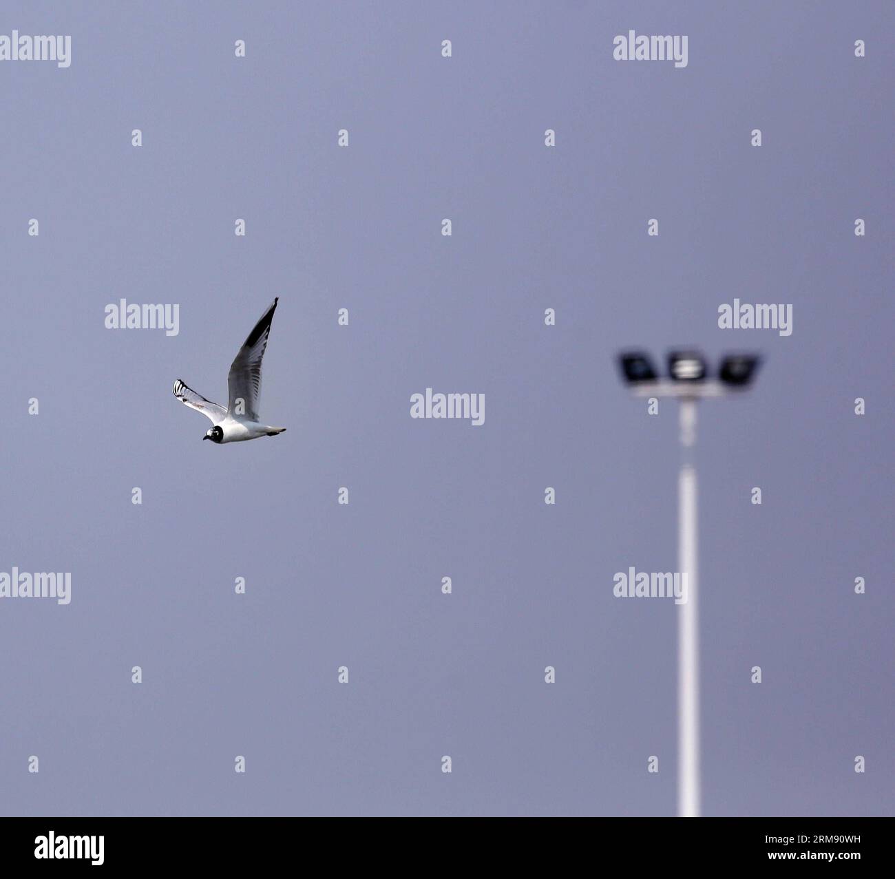 Important overwintering area hi-res stock photography and images - Alamy