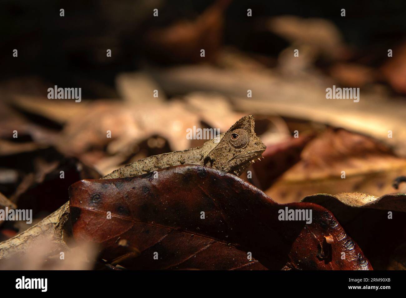 Brown leaf chameleon on the ground in Madagascar national park. Stump ...