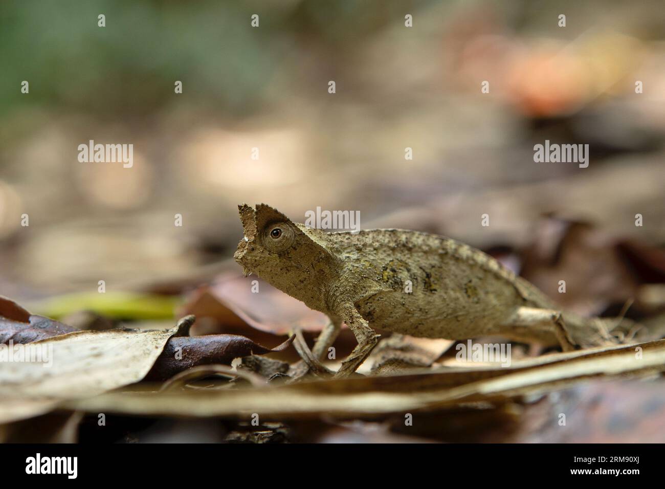 Brown leaf chameleon on the ground in Madagascar national park. Stump ...