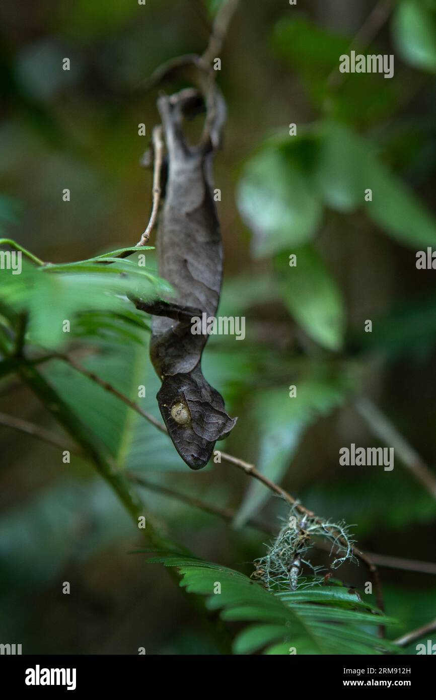 Satanic leaf tailed gecko on the ground in Madagascar. Uroplatus ...