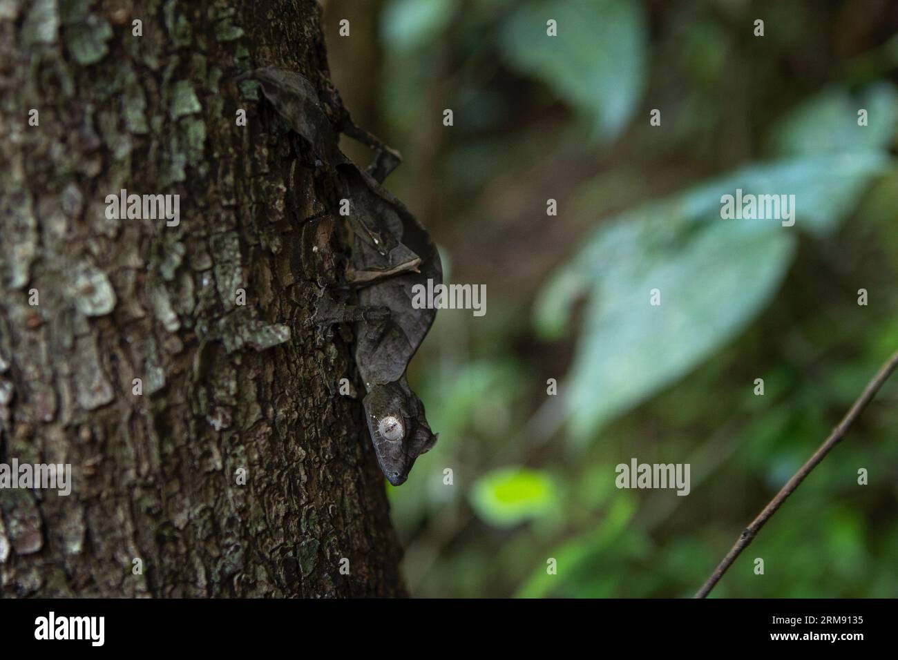 Satanic leaf tailed gecko on the ground in Madagascar. Uroplatus ...
