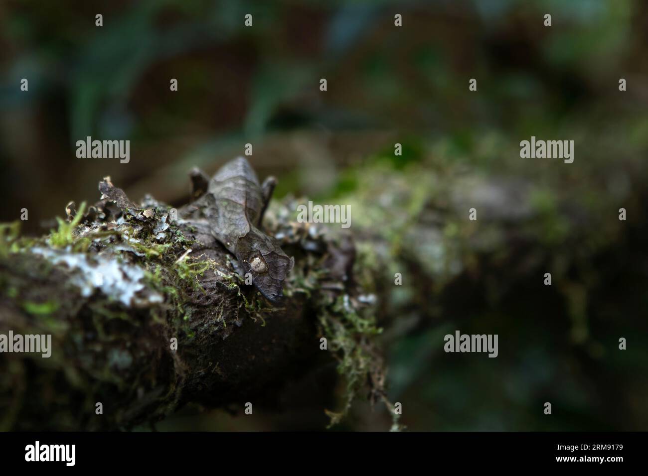 Satanic leaf tailed gecko on the ground in Madagascar. Uroplatus ...