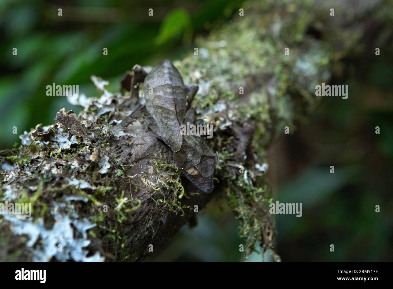 Satanic leaf tailed gecko on the ground in Madagascar. Uroplatus ...