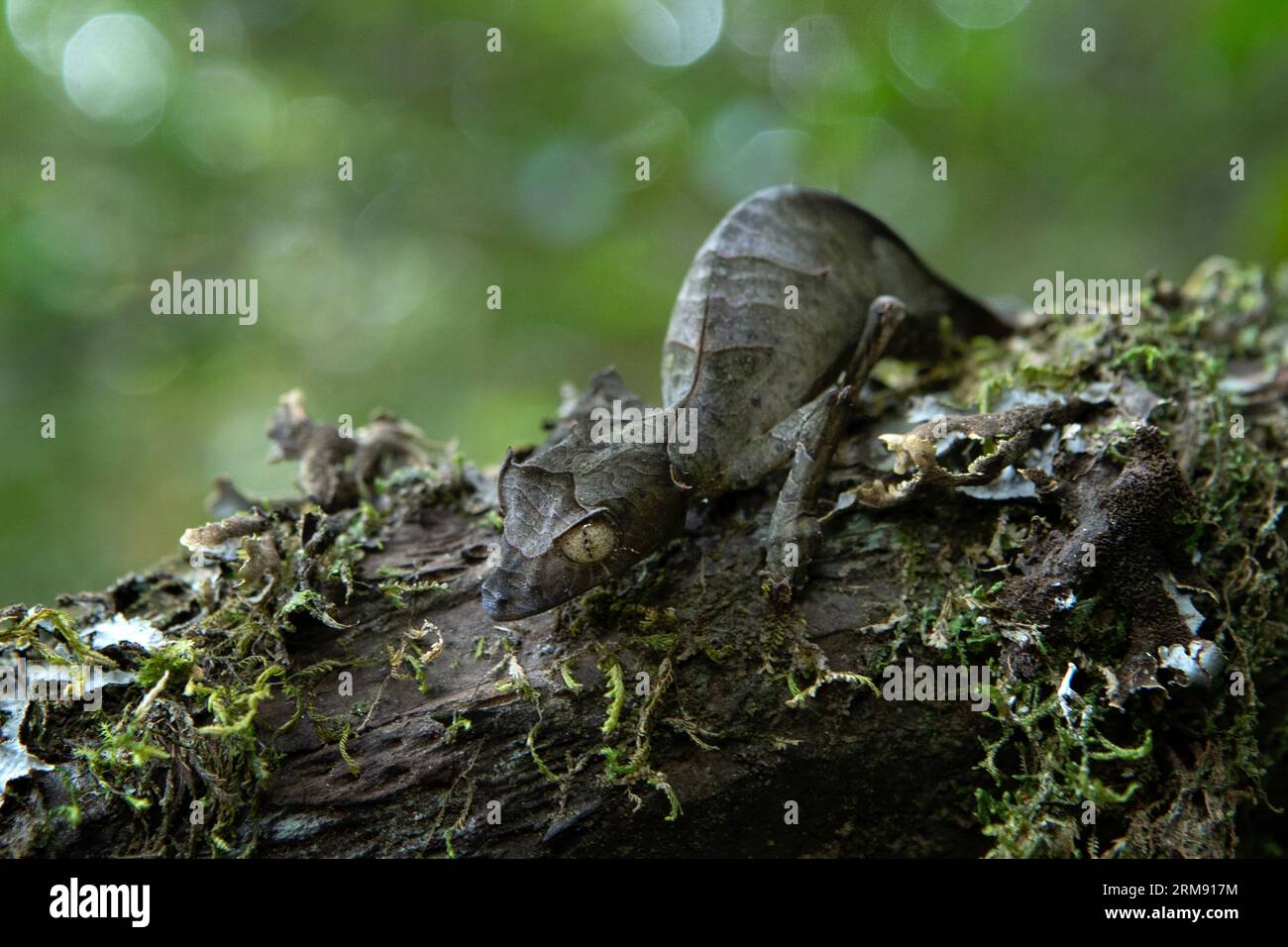 Satanic leaf tailed gecko on the ground in Madagascar. Uroplatus ...