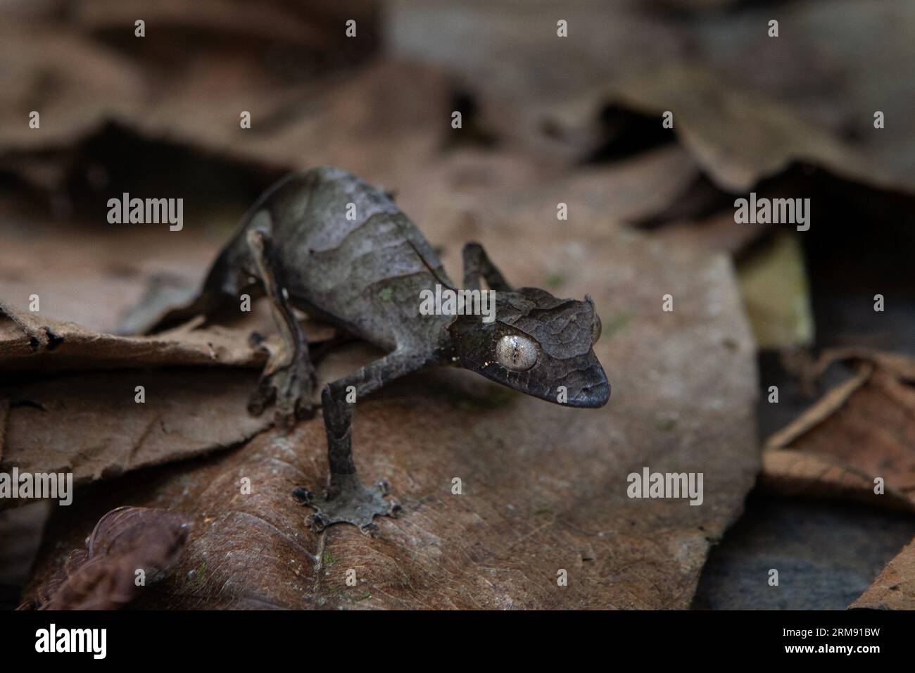Satanic leaf tailed gecko on the ground in Madagascar. Uroplatus ...