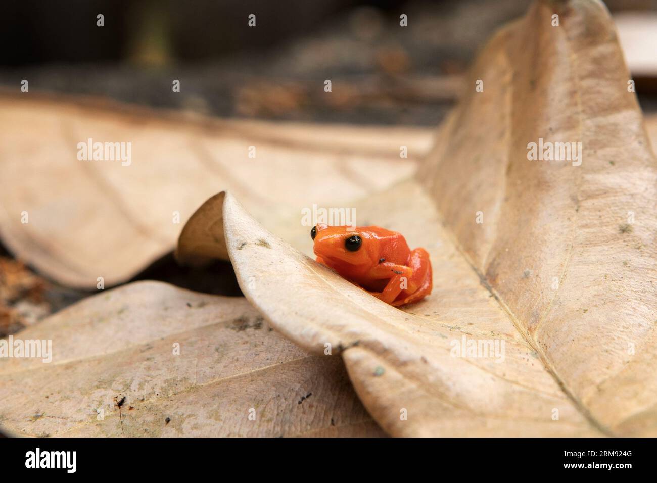 Golden mantella on the leaves in Madagascar. Mantella aurantiaca is ...