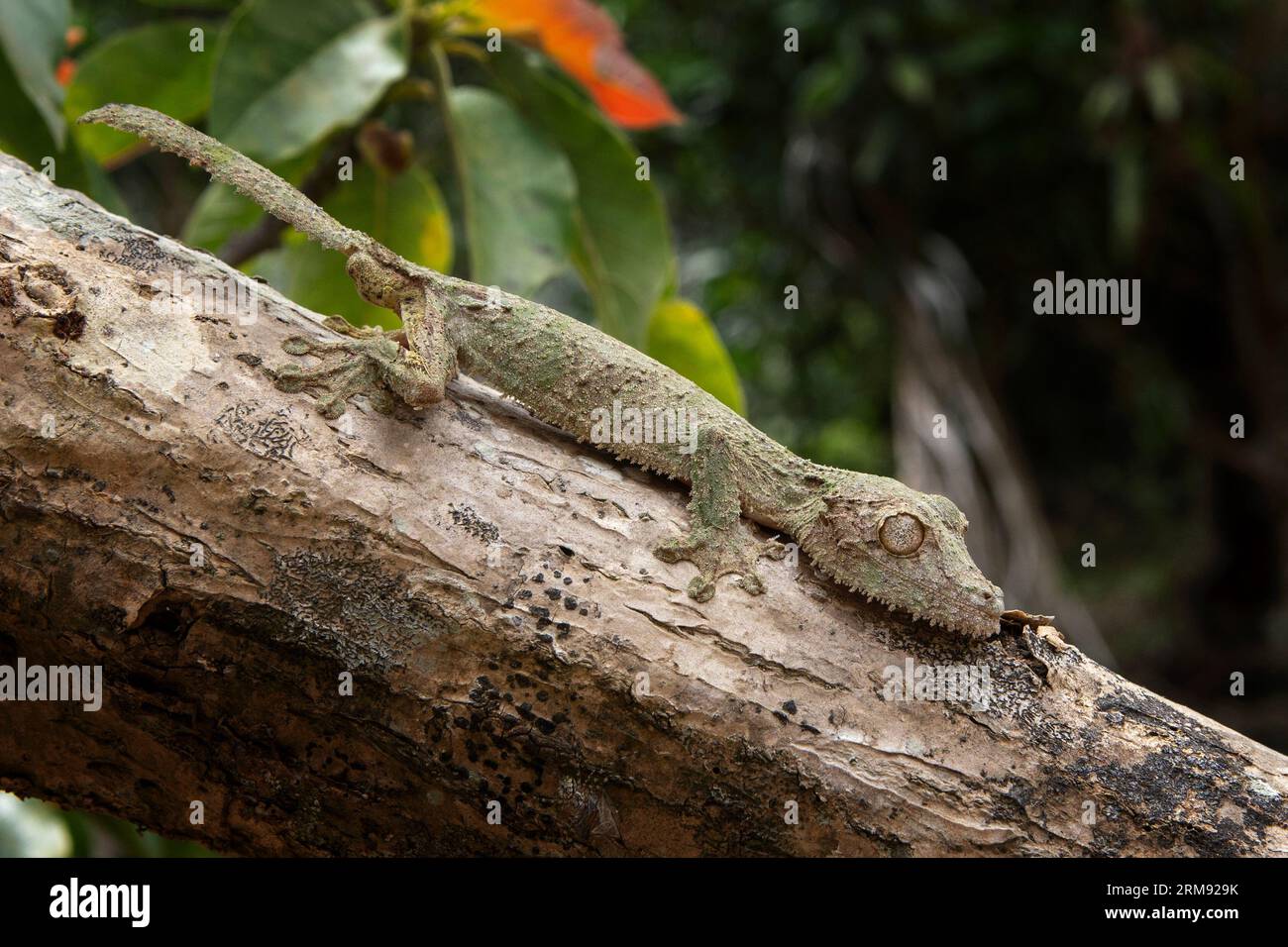 Darwin evolution species tree hi-res stock photography and images - Alamy